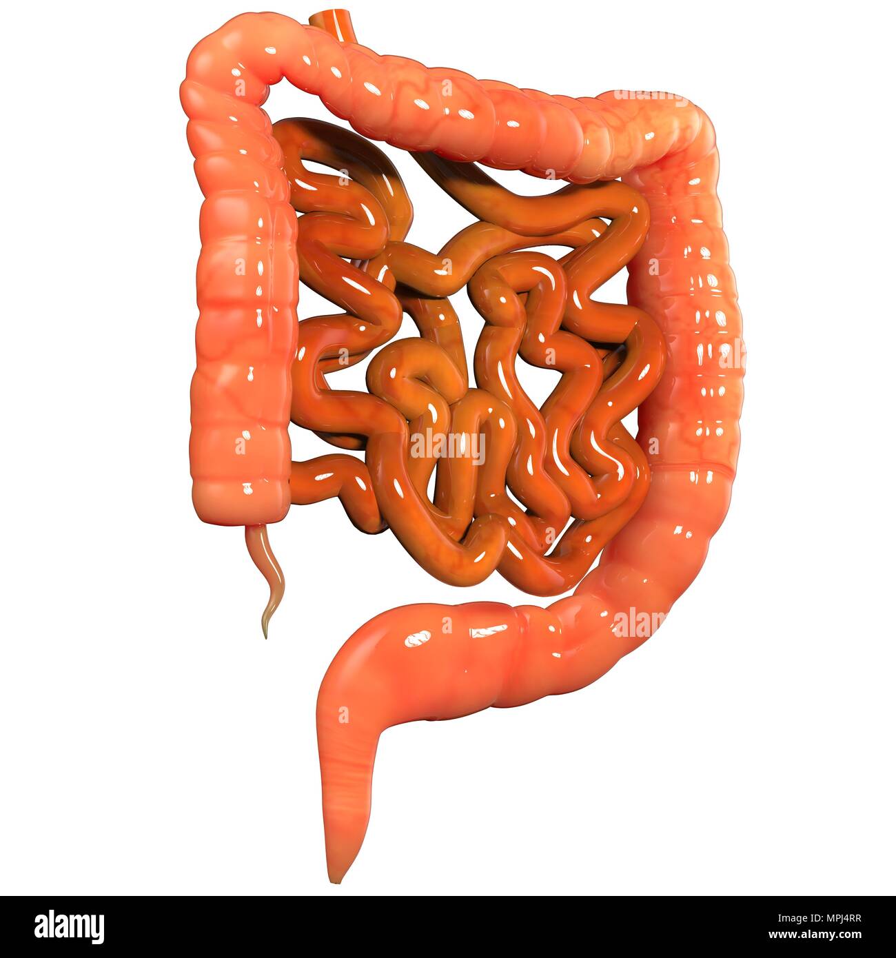 Anatomia del piccolo intestino Immagini senza sfondo e Foto Stock ...