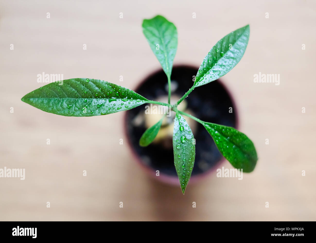 Pianta di avocado che cresce in acqua immagini e fotografie stock ad ...