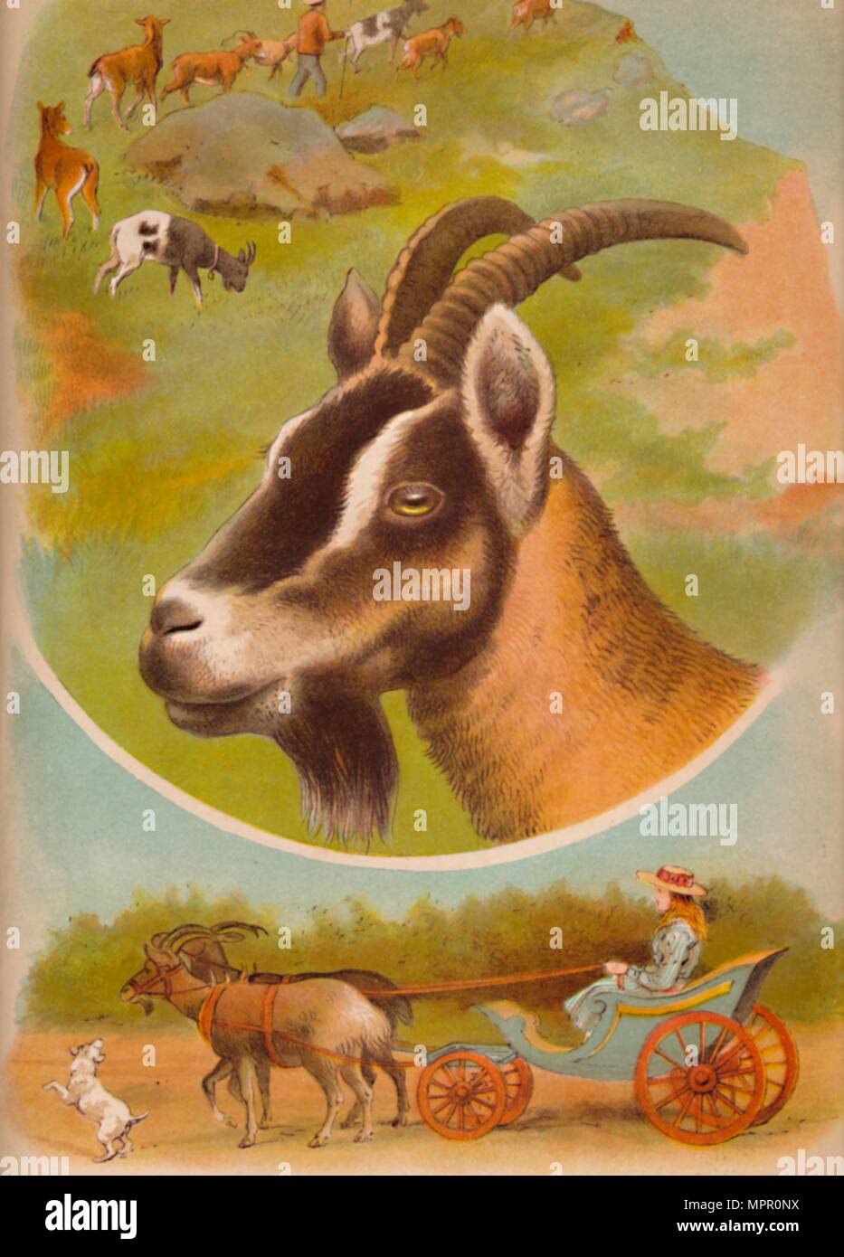 Carro di capra immagini e fotografie stock ad alta risoluzione - Alamy