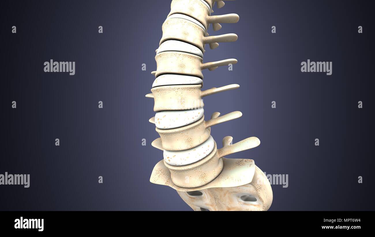 Anatomia dello scheletro umano immagini e fotografie stock ad alta ...