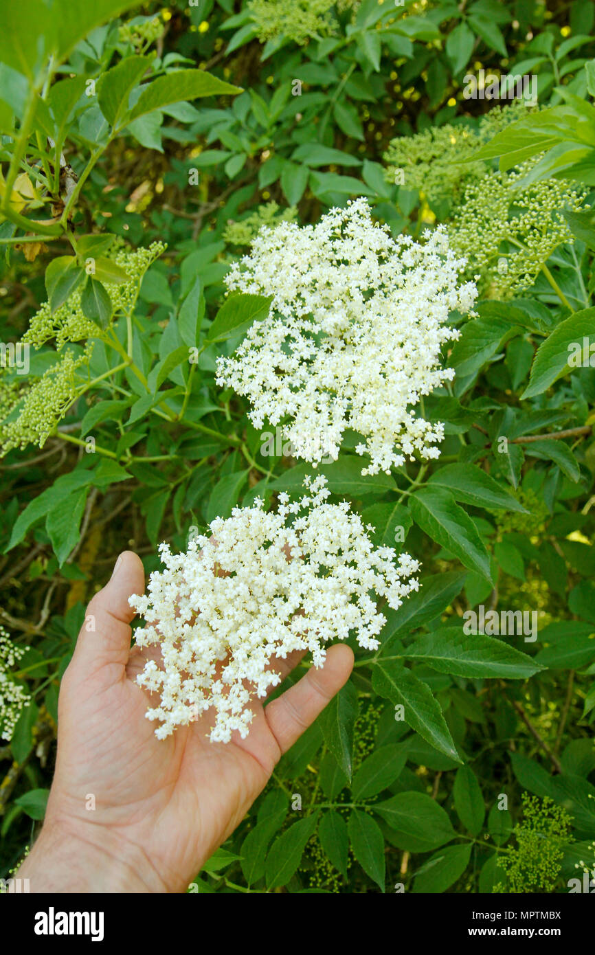 Raccogliere fiori di sambuco immagini e fotografie stock ad alta ...
