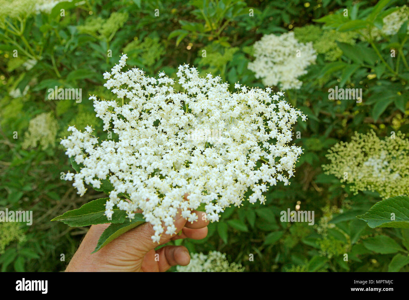 Raccogliere fiori di sambuco immagini e fotografie stock ad alta ...