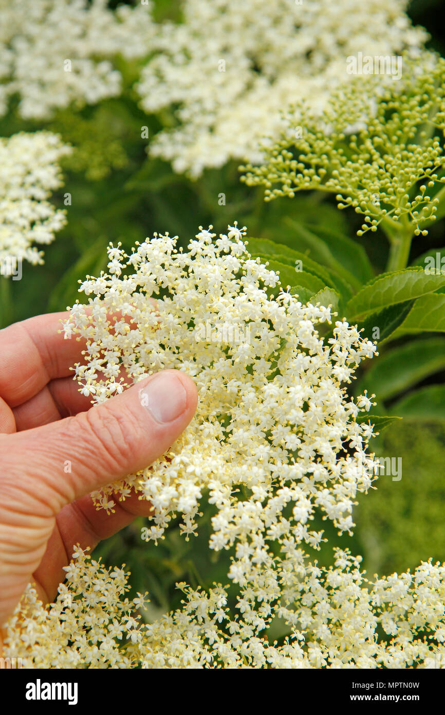 Raccogliere fiori di sambuco immagini e fotografie stock ad alta ...