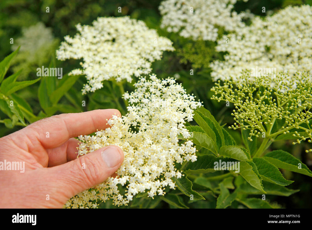 Raccogliere fiori di sambuco immagini e fotografie stock ad alta ...