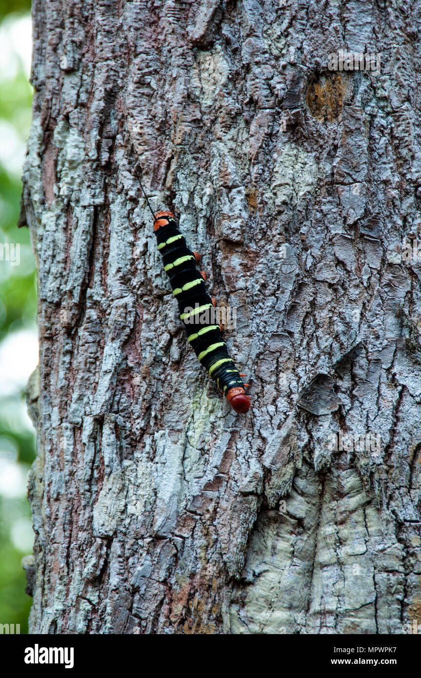 Falena gigante sfinge grigia immagini e fotografie stock ad alta ...