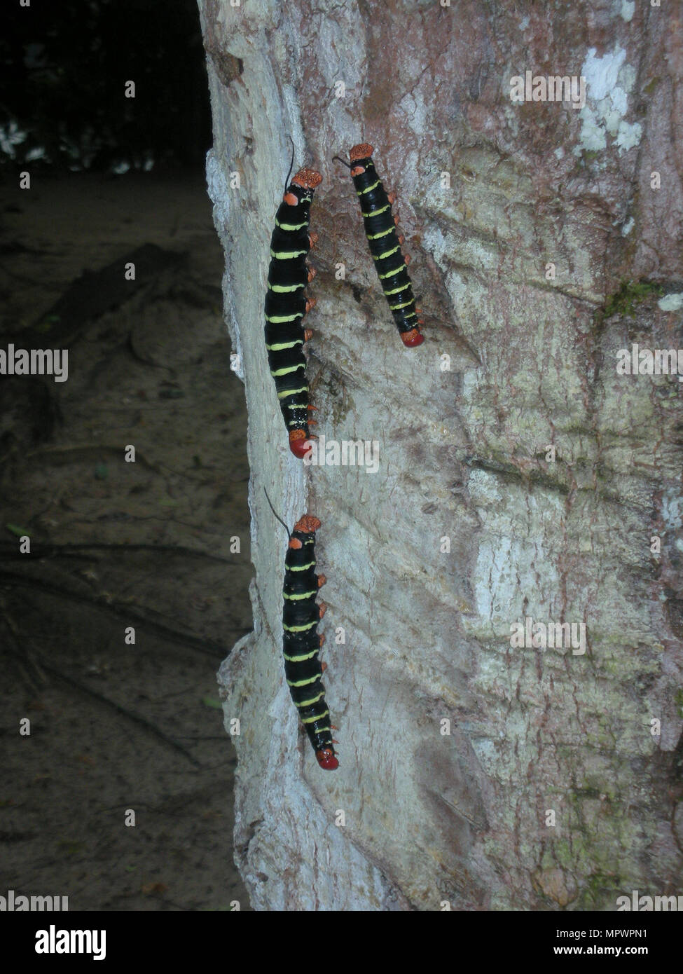 Falena gigante sfinge grigia immagini e fotografie stock ad alta ...