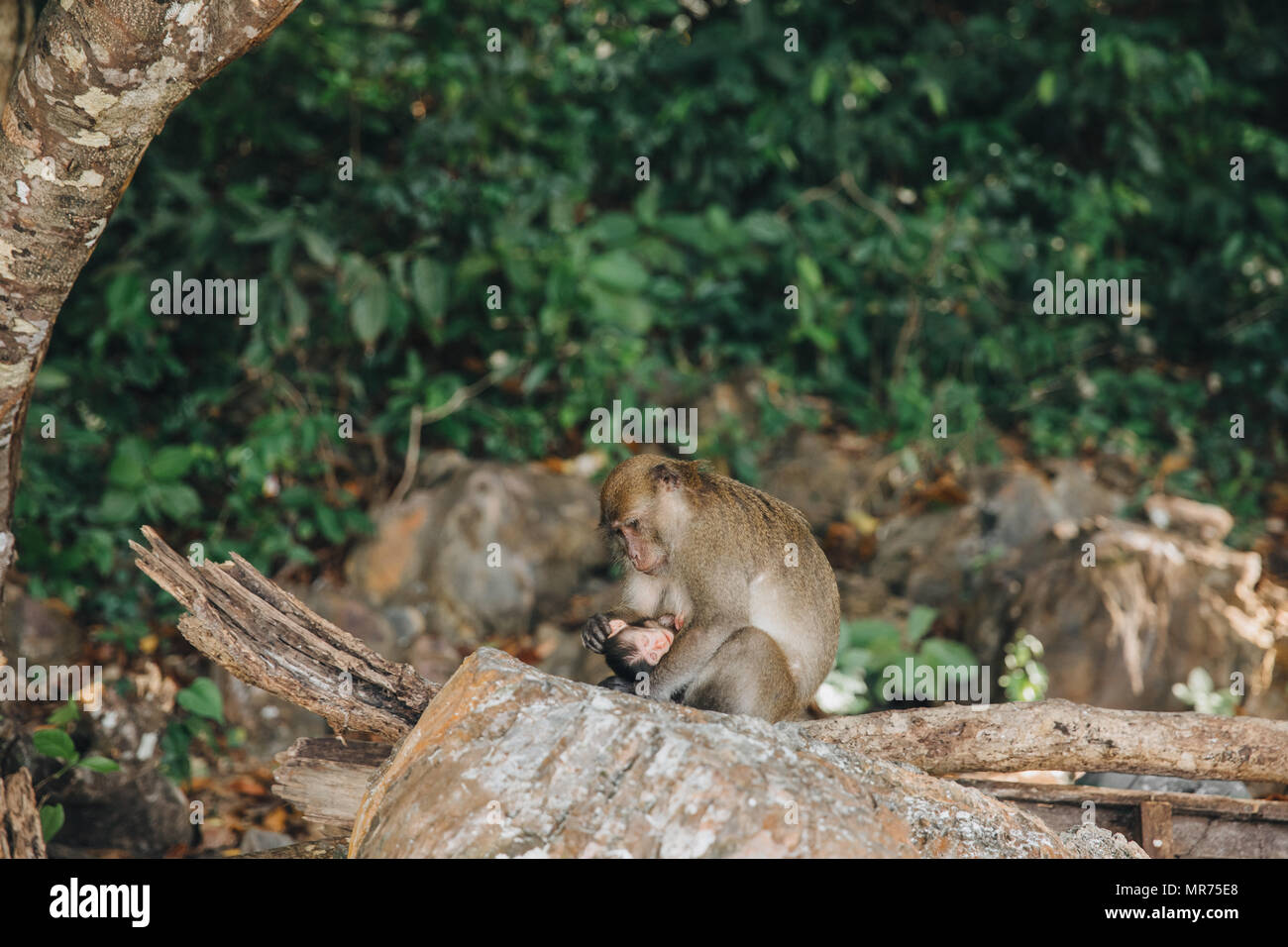 Simpatiche scimmiette immagini e fotografie stock ad alta risoluzione ...