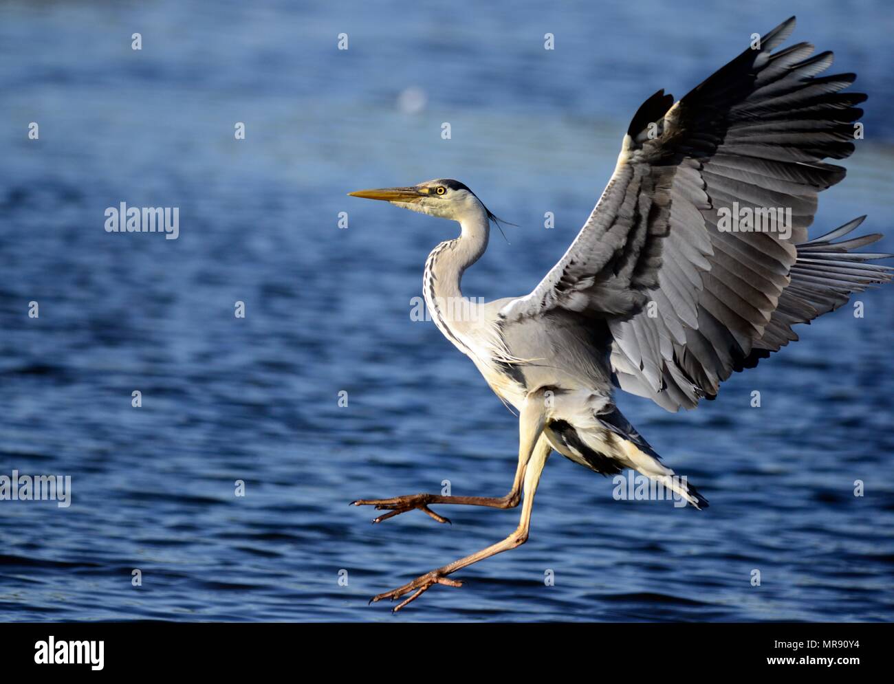 Airone in una serata di sole immagini e fotografie stock ad alta ...