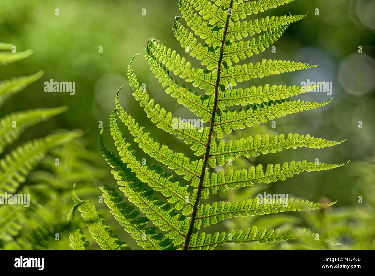 Felci preistoriche immagini e fotografie stock ad alta risoluzione - Alamy