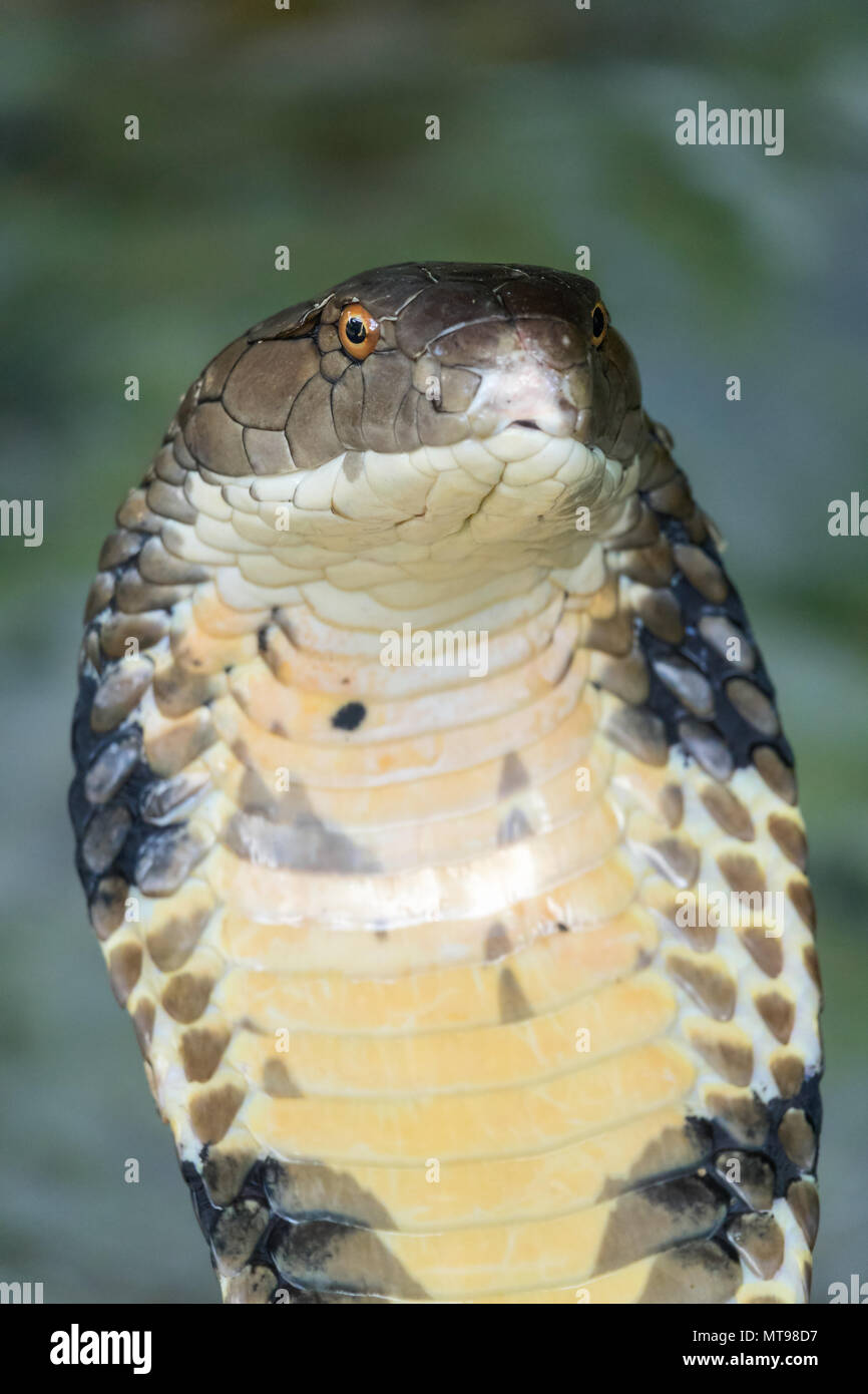 Testa di serpente serpente cobra reale immagini e fotografie stock ad ...