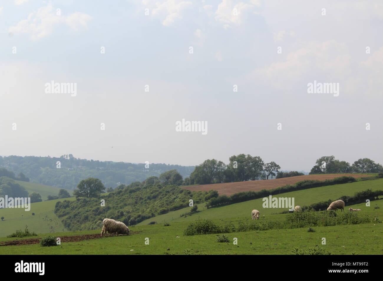 Colline al pascolo delle pecore immagini e fotografie stock ad alta ...