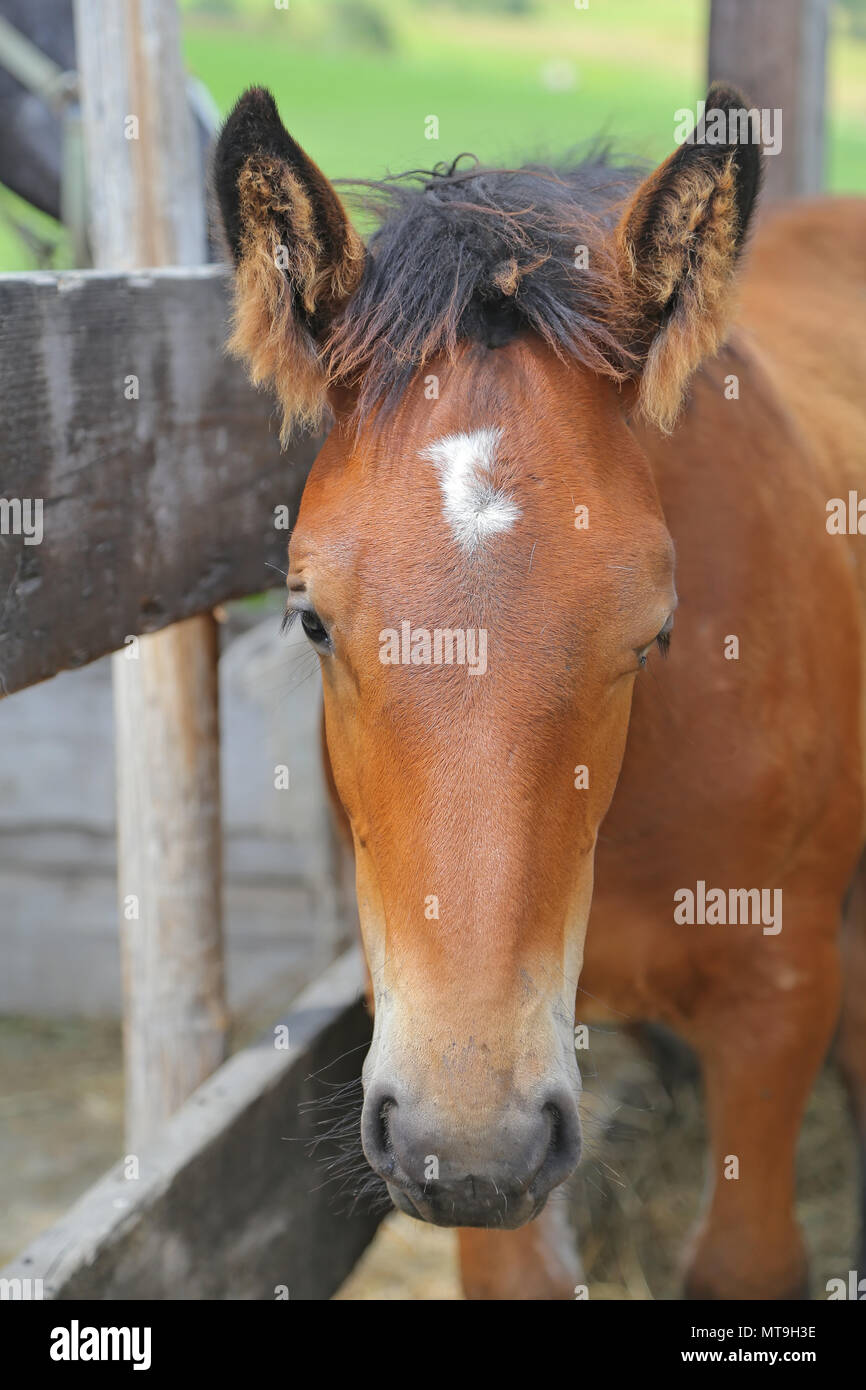 Cavallo e tettoia immagini e fotografie stock ad alta risoluzione - Alamy
