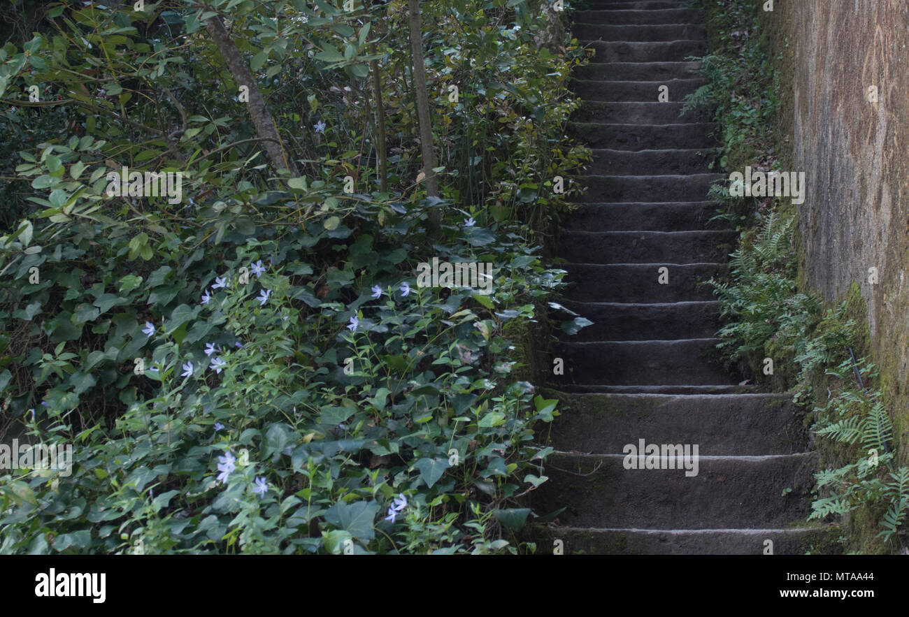 Sentiero naturale in scalinata immagini e fotografie stock ad alta ...
