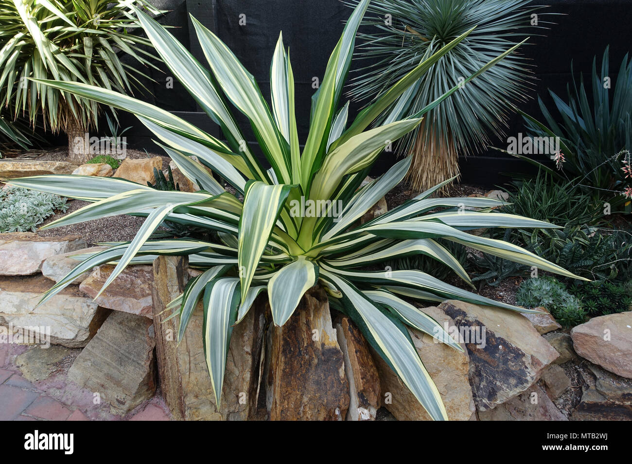 Furcraea gigantea variegata immagini e fotografie stock ad alta ...