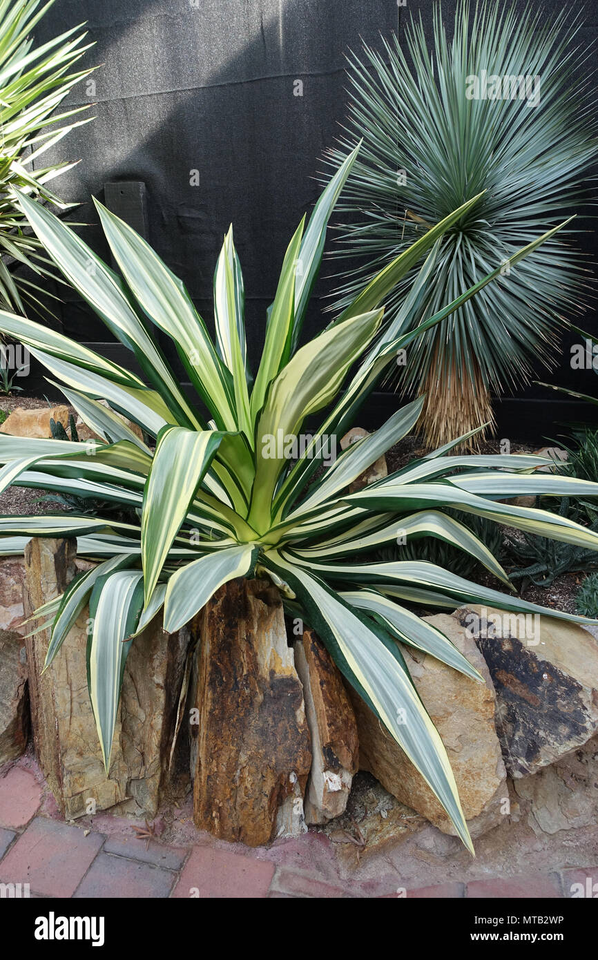 Furcraea gigantea variegata immagini e fotografie stock ad alta ...