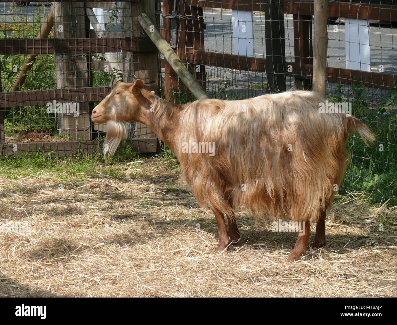 Capra al pascolo immagini e fotografie stock ad alta risoluzione - Alamy
