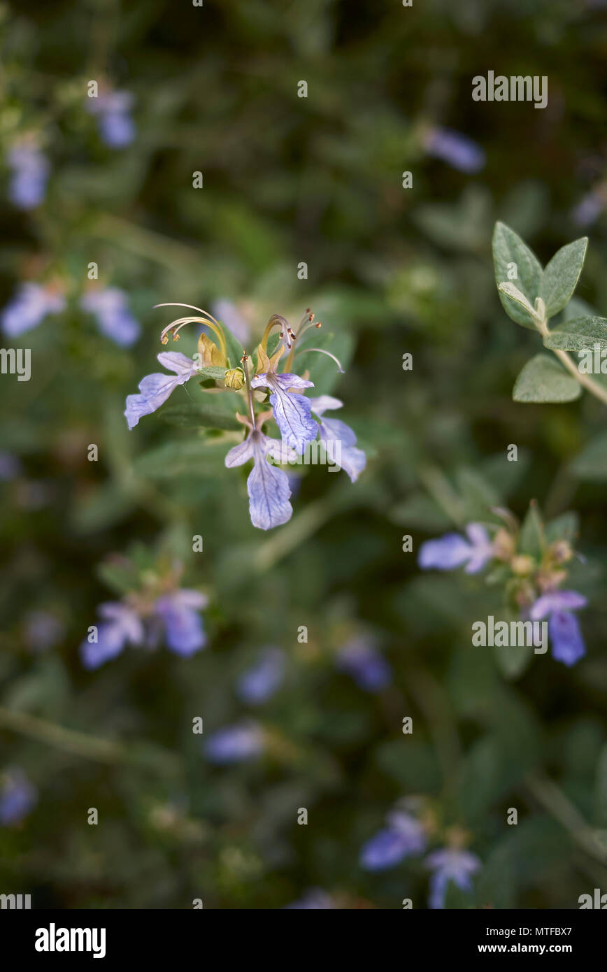 Cespuglio di teucrium fruticans immagini e fotografie stock ad alta ...