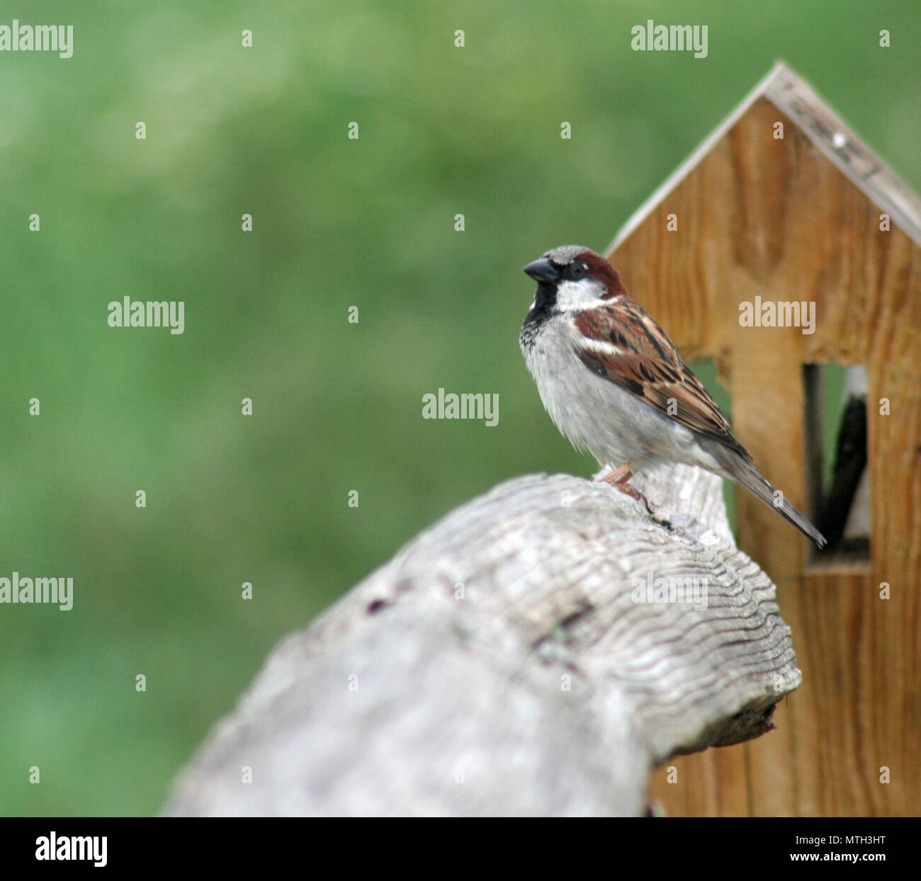 Ptice na selu immagini e fotografie stock ad alta risoluzione - Alamy