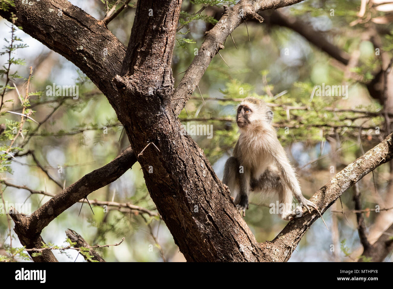 Scimmia vervet verde africana immagini e fotografie stock ad alta ...