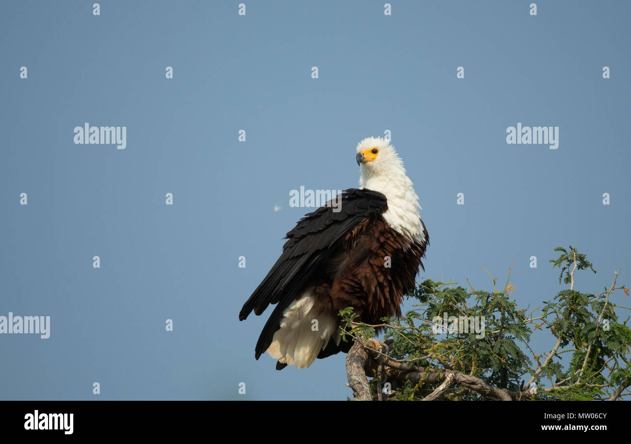 Pesce aquila pescatrice africana immagini e fotografie stock ad alta ...