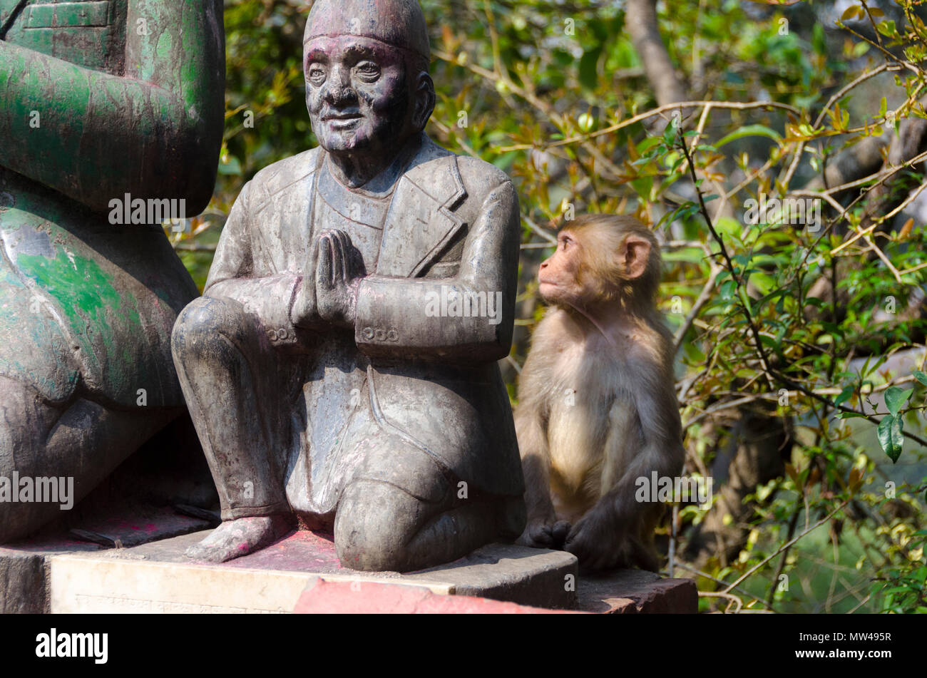 Scimmia macaco rhesus immagini e fotografie stock ad alta risoluzione ...