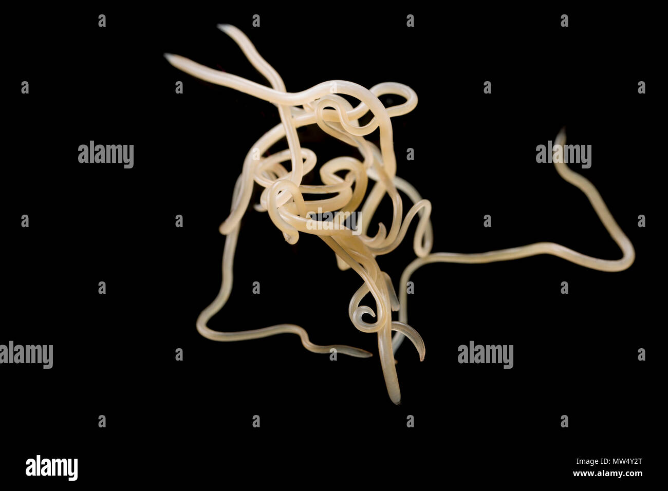 Vermi Intestinali Immagini e Fotos Stock - Alamy