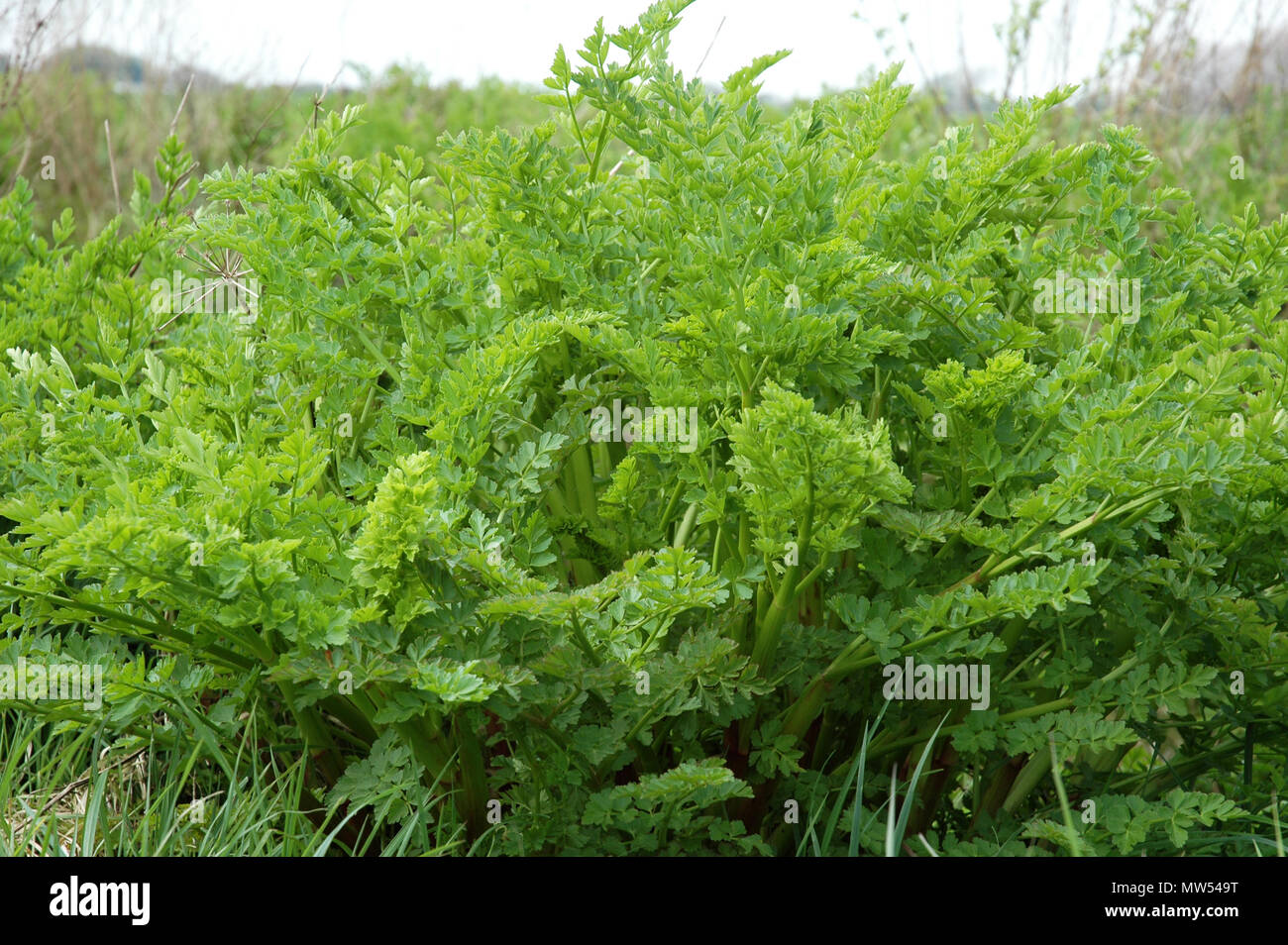 Sedano selvatico apium graveolens immagini e fotografie stock ad alta ...