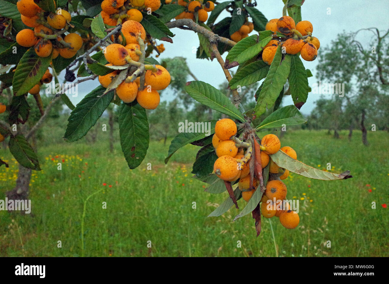 Albero di nespolo immagini e fotografie stock ad alta risoluzione - Alamy