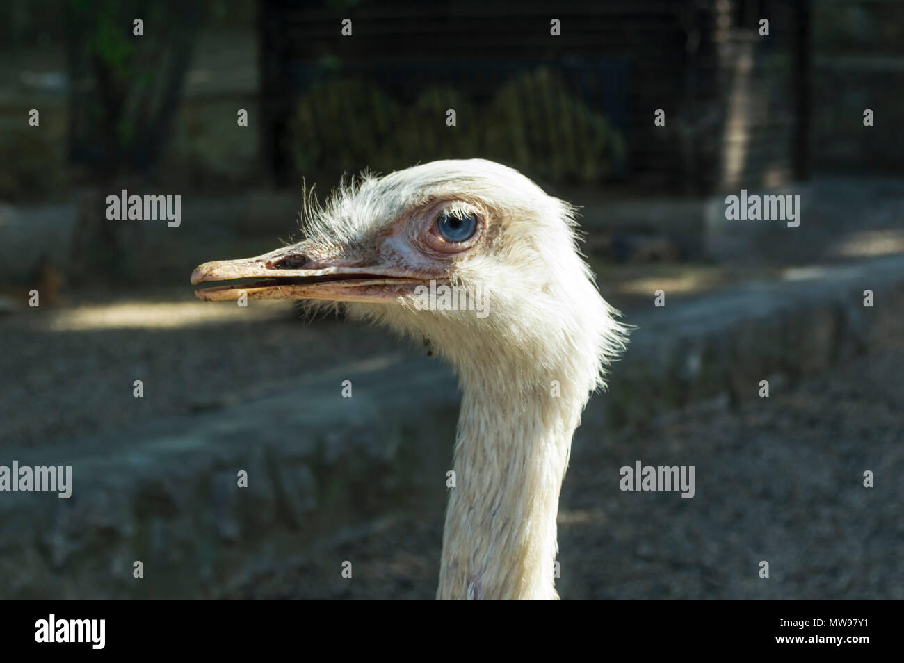 Struzzi divertenti immagini e fotografie stock ad alta risoluzione - Alamy