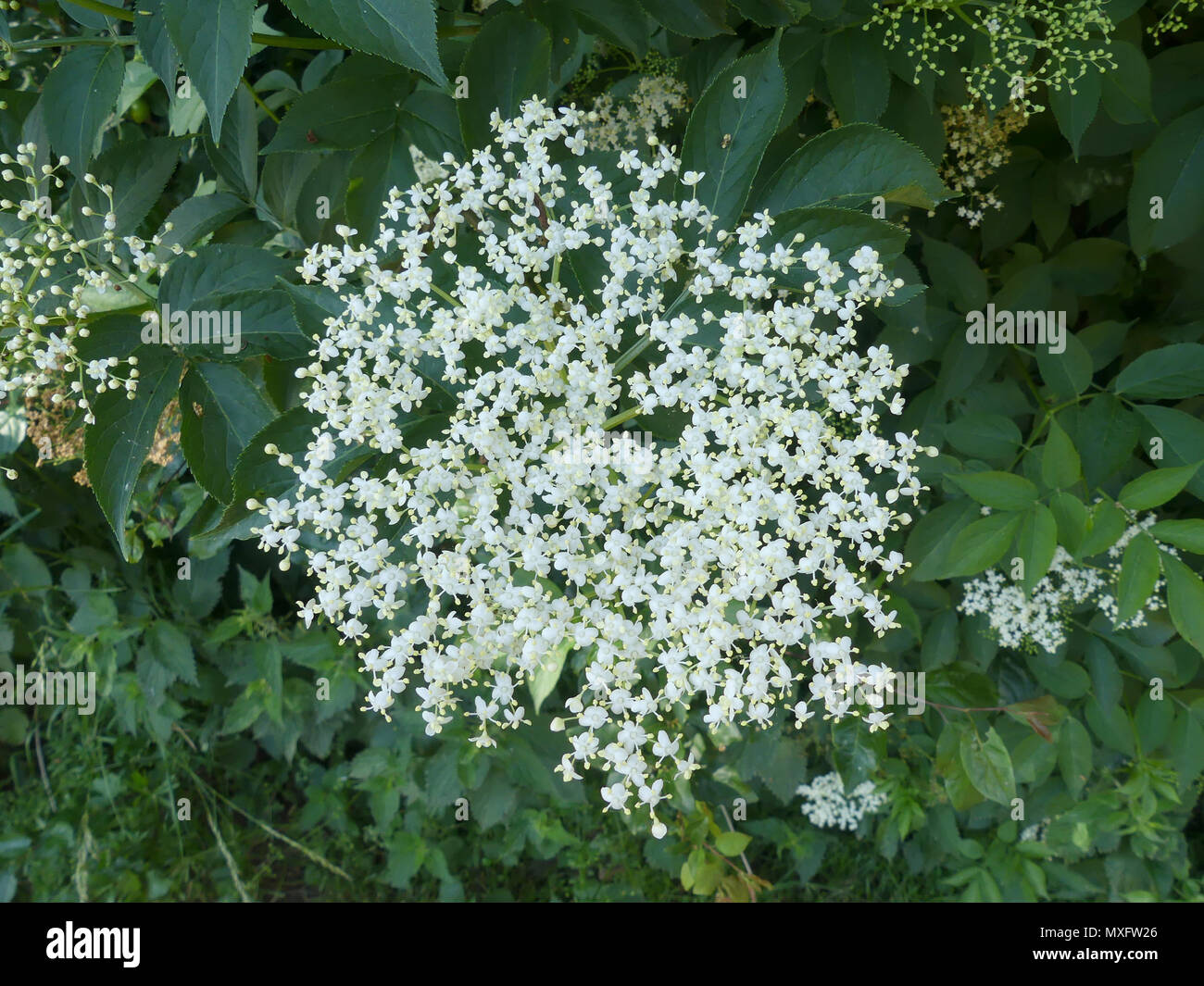 Il sambuco Sambucus nigra in Berkshire, Inghilterra. Foto: Tony Gale ...