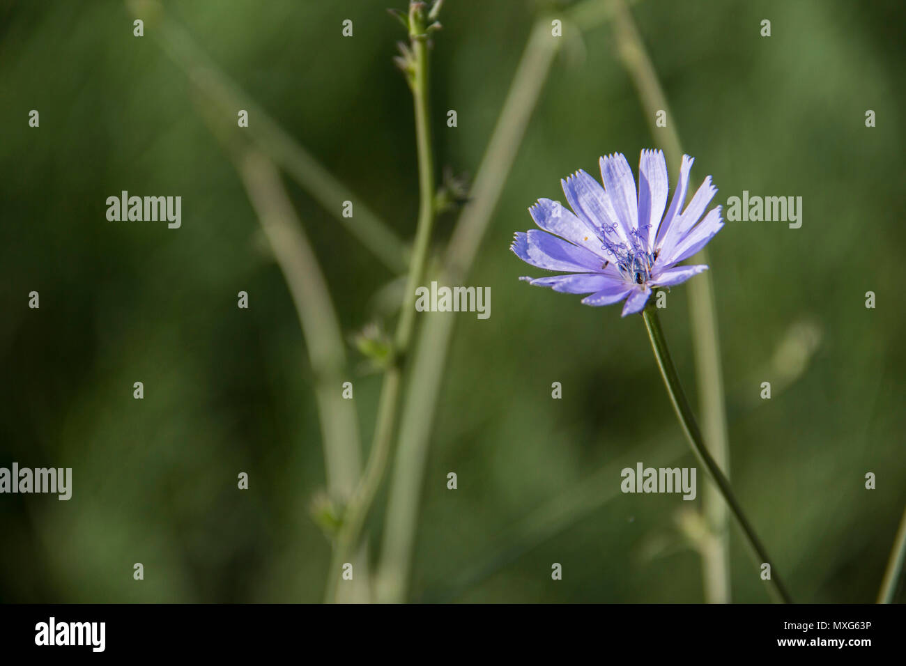 Cicorie flower immagini e fotografie stock ad alta risoluzione - Alamy