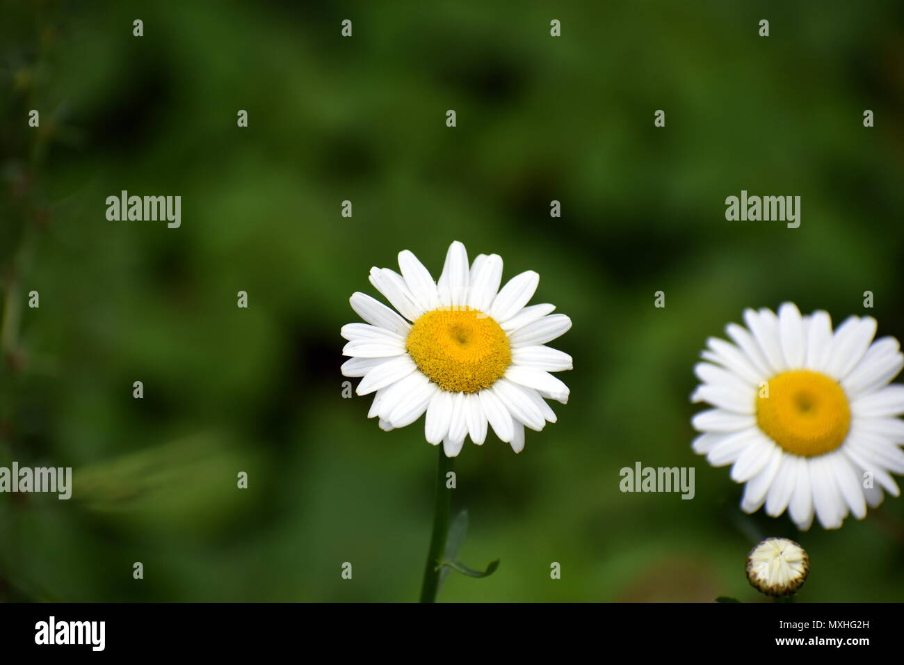 Margherite in natura immagini e fotografie stock ad alta risoluzione ...