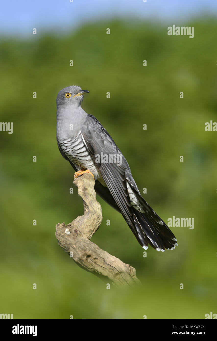 La canzone del cuculo immagini e fotografie stock ad alta risoluzione ...