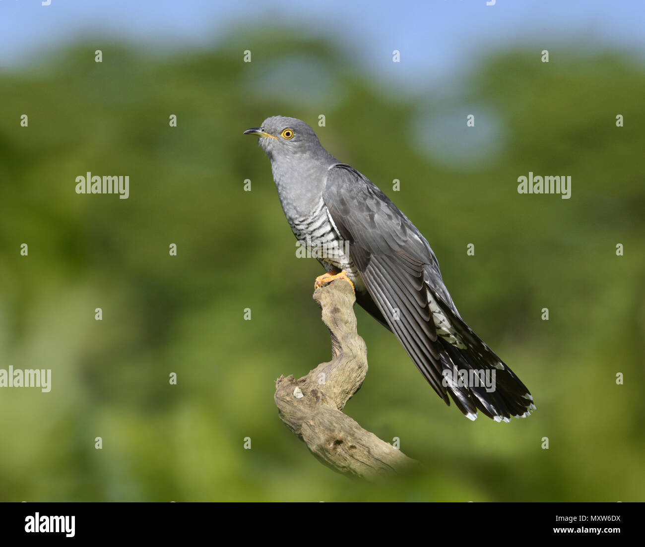 La canzone del cuculo immagini e fotografie stock ad alta risoluzione ...