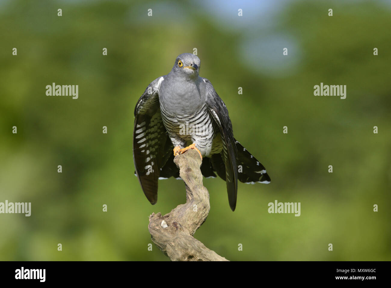 La canzone del cuculo immagini e fotografie stock ad alta risoluzione ...