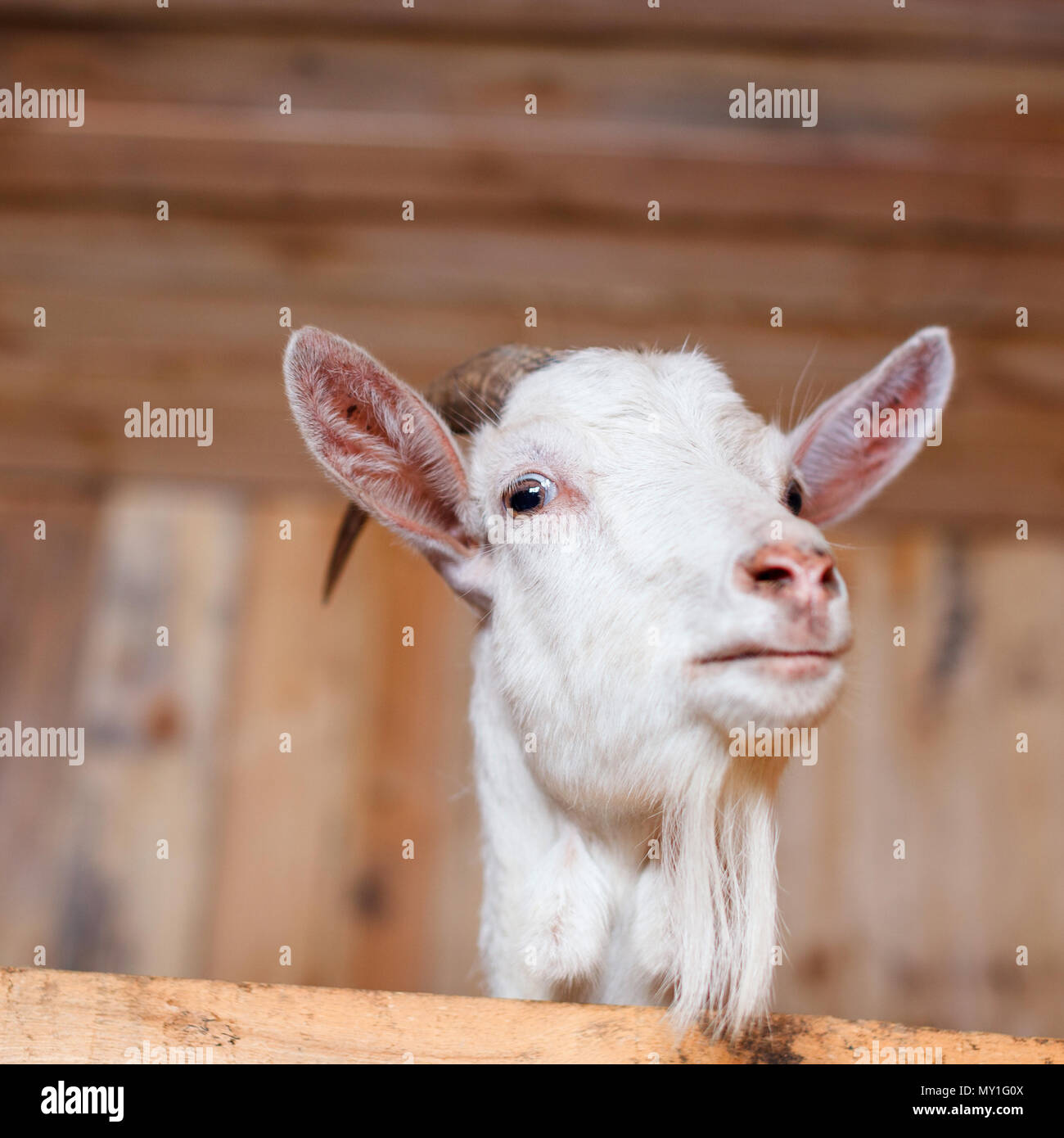 Capra nella stalla immagini e fotografie stock ad alta risoluzione - Alamy