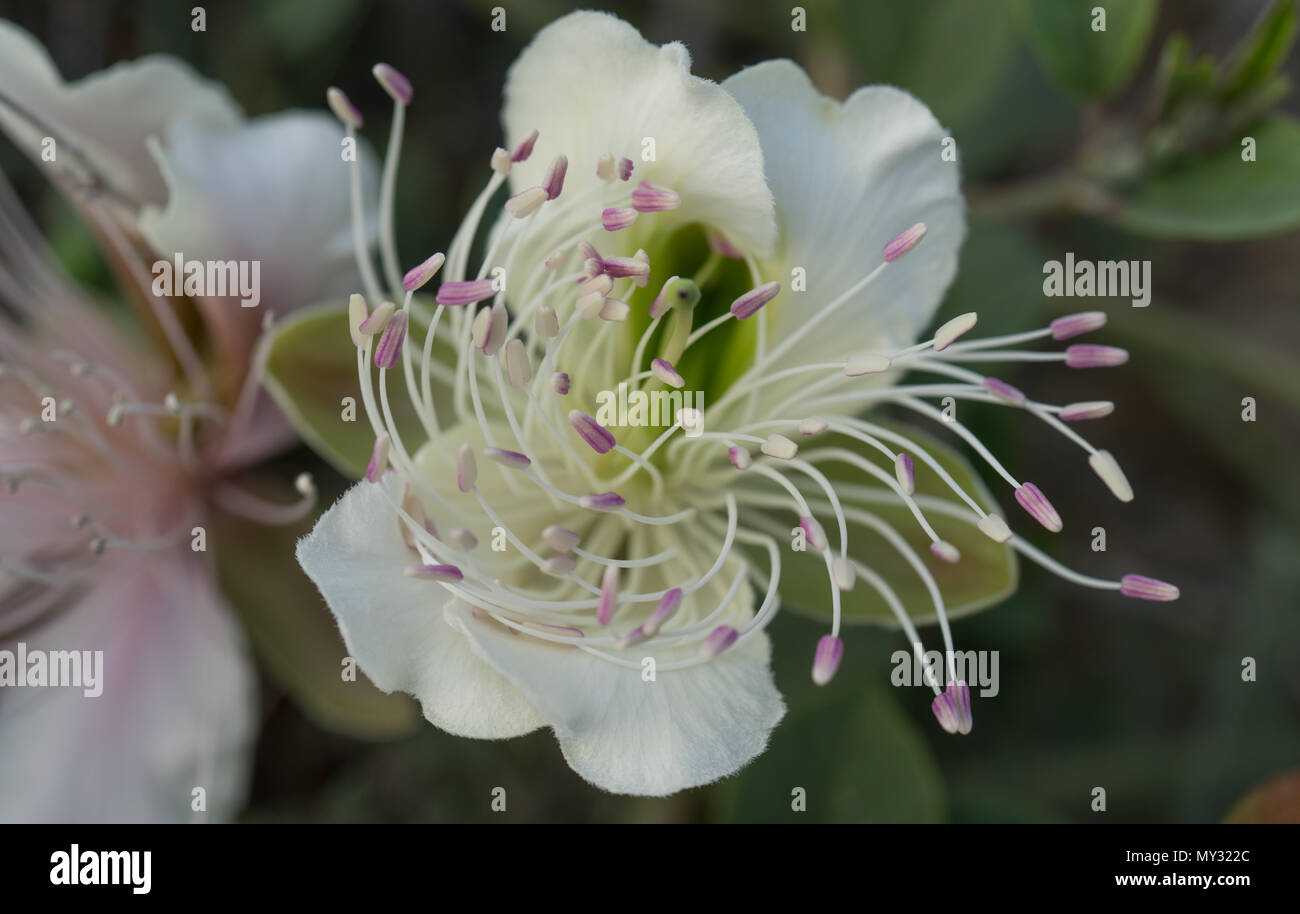 Arbusto di capperi immagini e fotografie stock ad alta risoluzione - Alamy