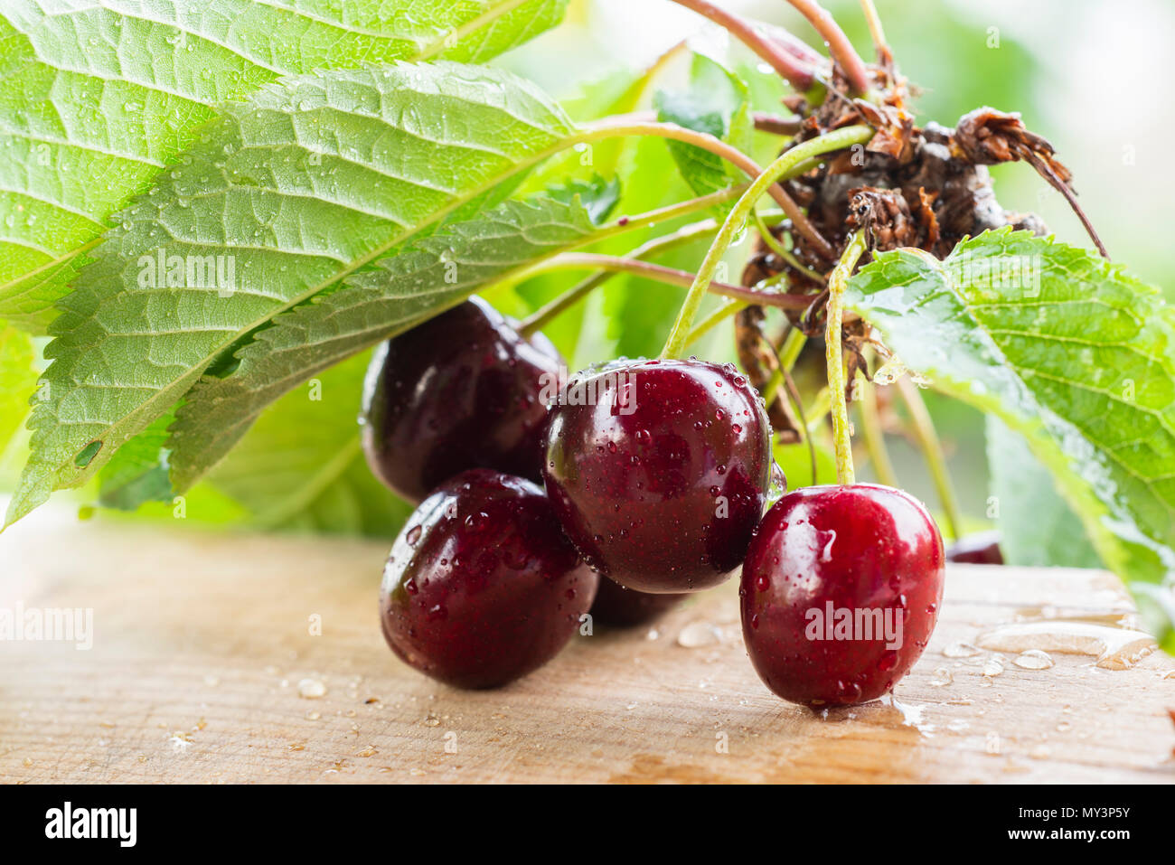Legno di ciliegio giapponese immagini e fotografie stock ad alta ...