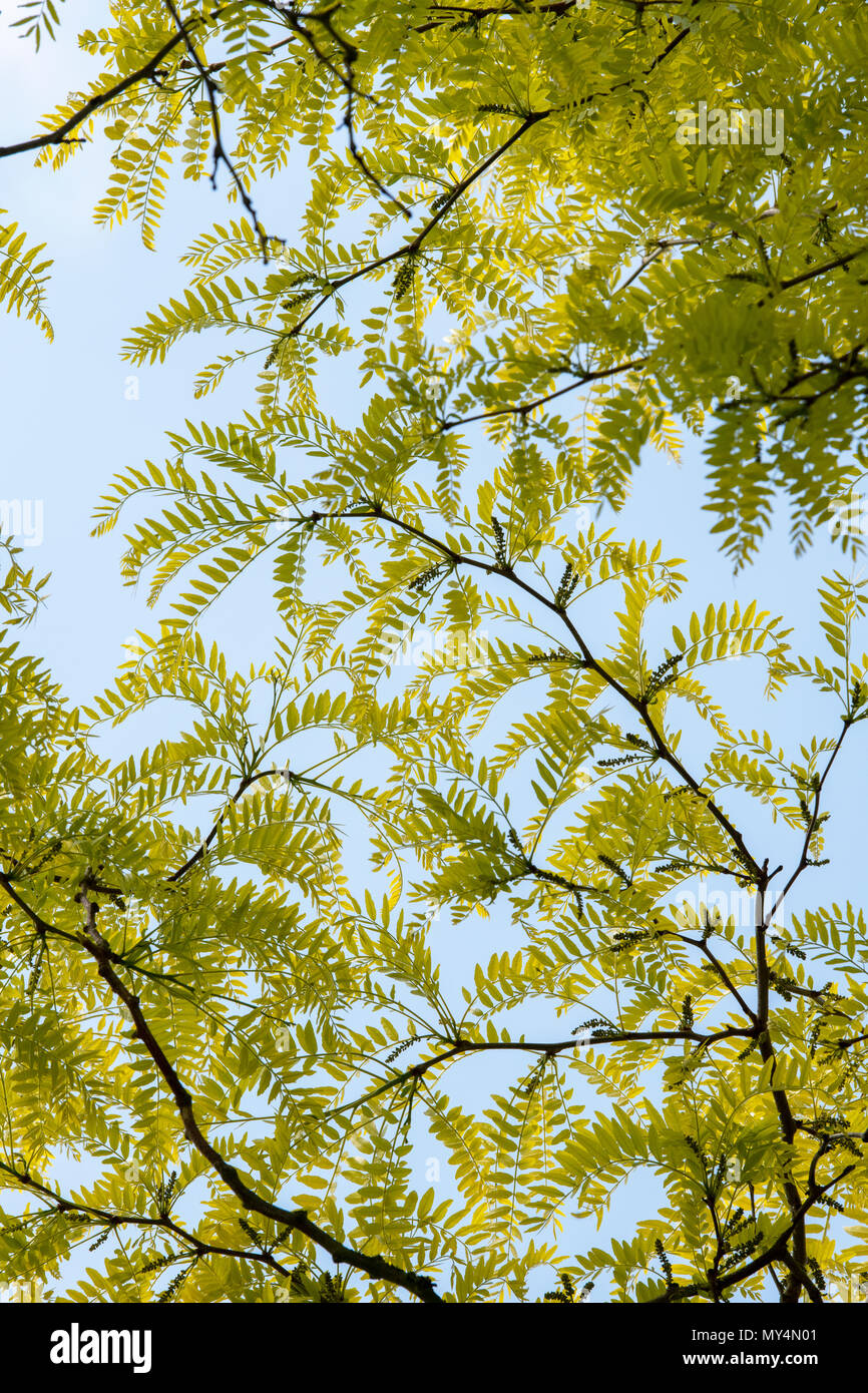 Gleditsia triacanthos f inermis sunburst immagini e fotografie stock ad ...