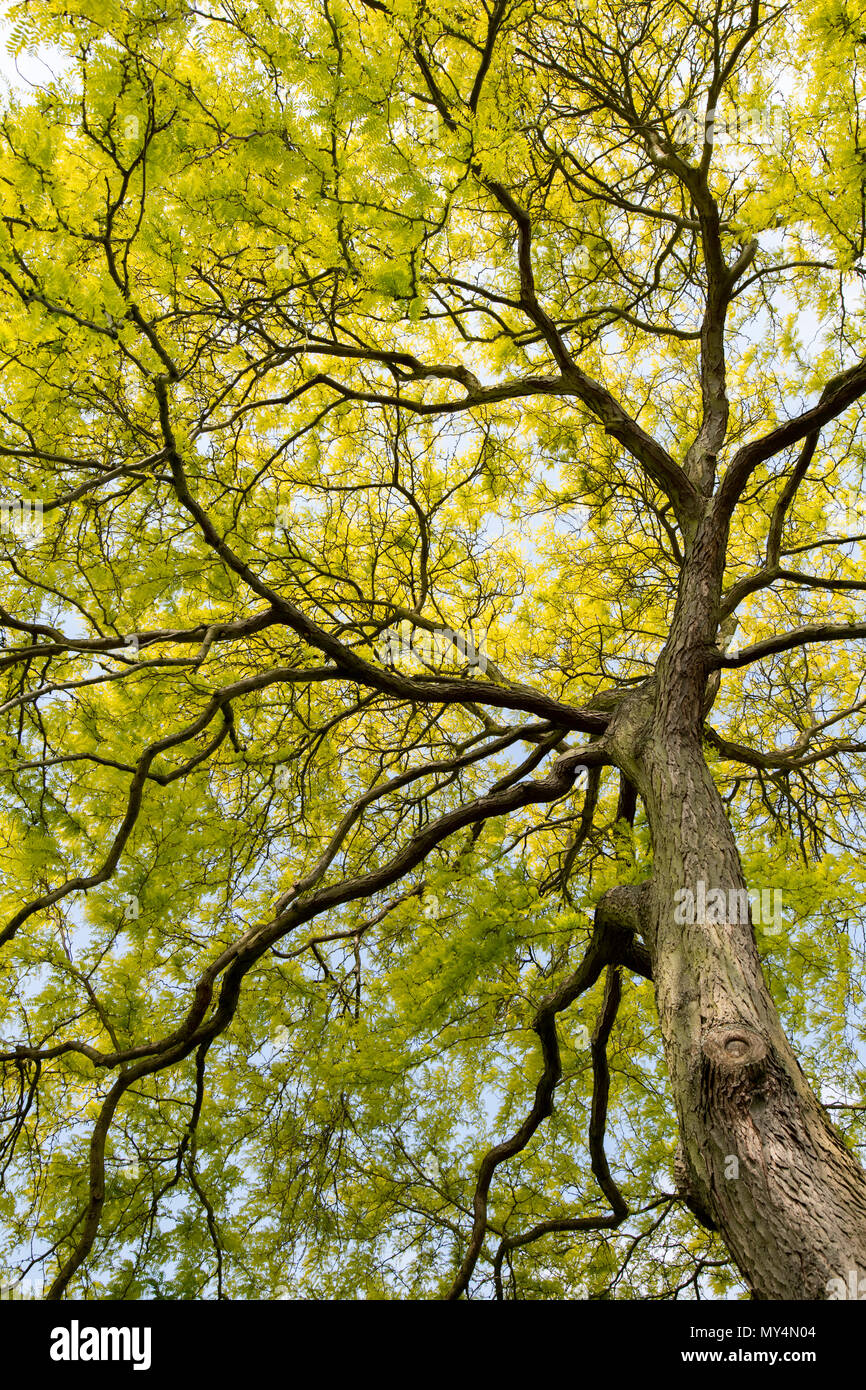 Gleditsia triacanthos f inermis sunburst immagini e fotografie stock ad ...