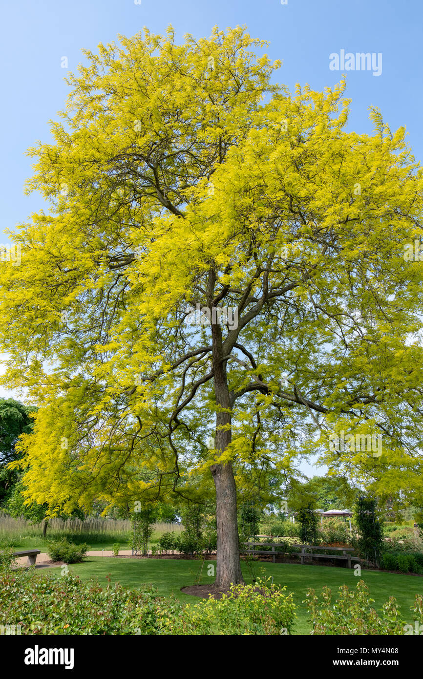 Gleditsia Triacanthos 'Sunburst'. Il miele robinia fogliame in ...