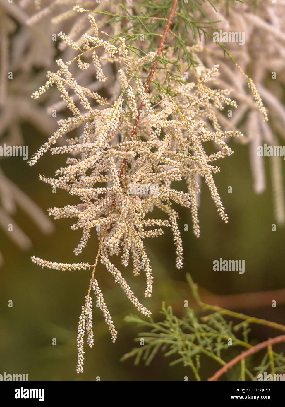 Albero di tamerici immagini e fotografie stock ad alta risoluzione - Alamy