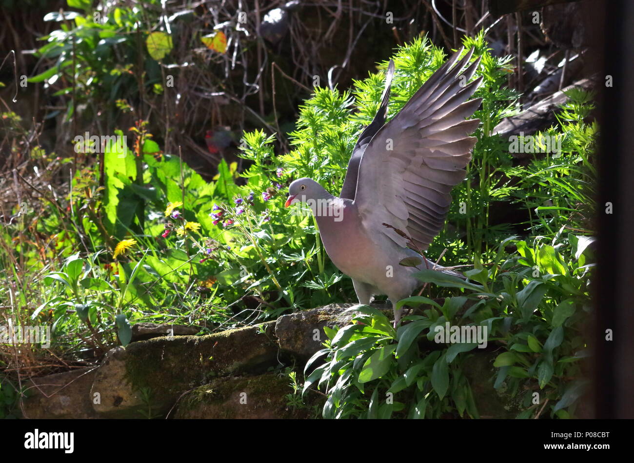 Piccione in giardino immagini e fotografie stock ad alta risoluzione ...