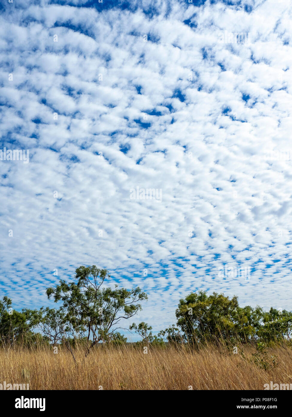 Savana australia immagini e fotografie stock ad alta risoluzione - Alamy