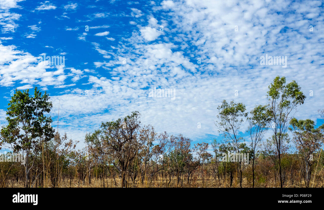Savana australia immagini e fotografie stock ad alta risoluzione - Alamy