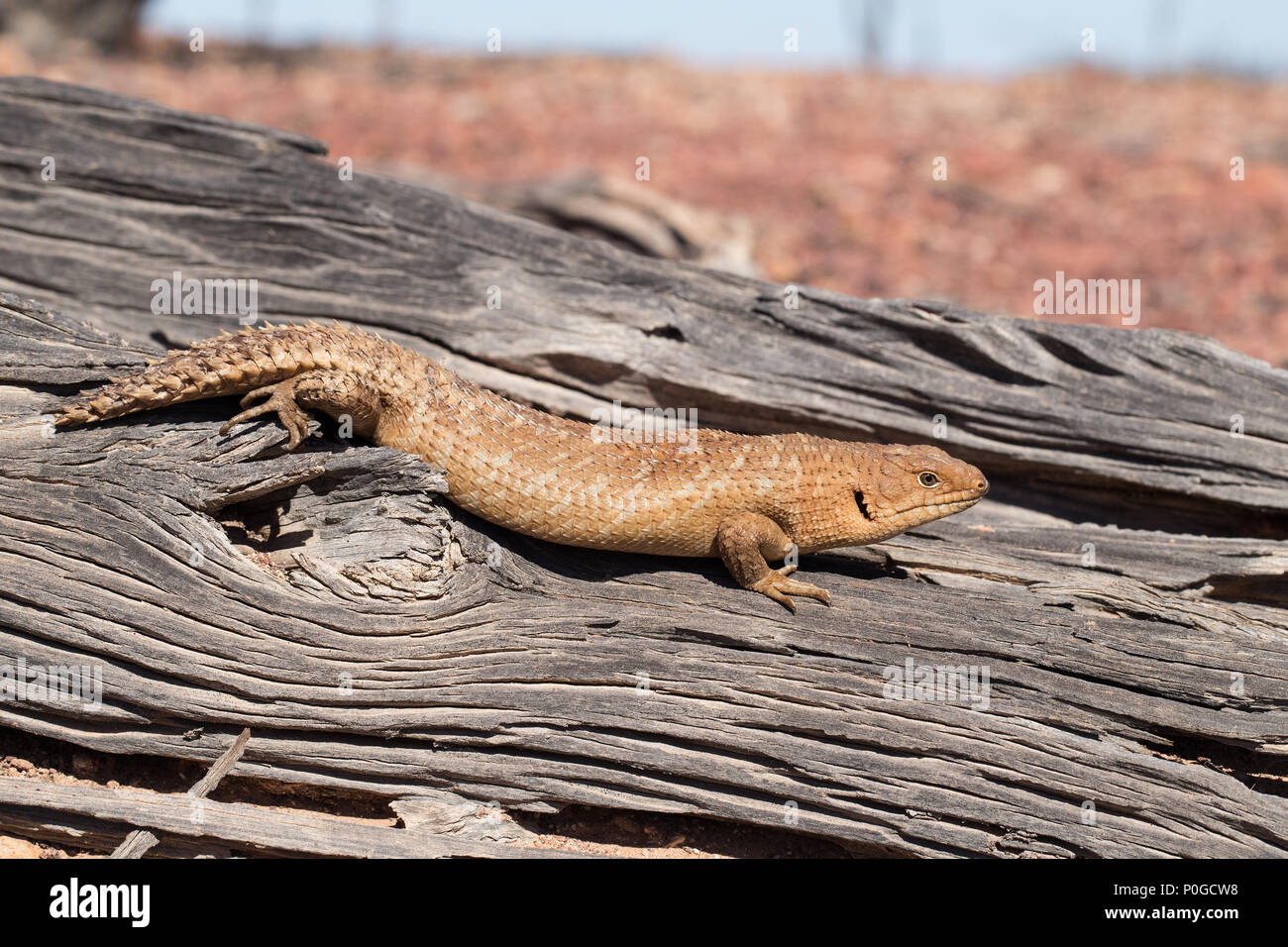 Ginke skink immagini e fotografie stock ad alta risoluzione - Alamy