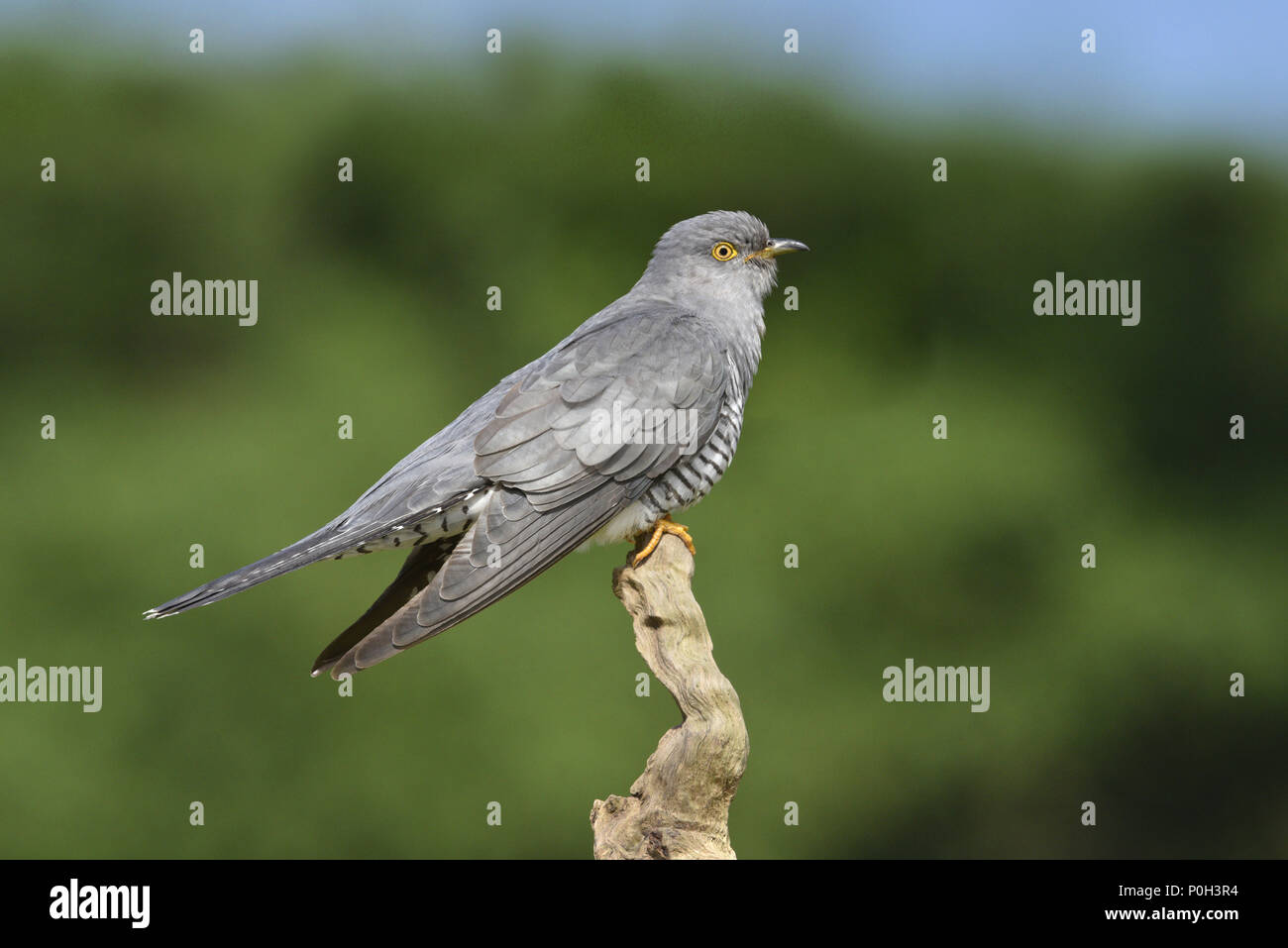 Cuculo nido immagini e fotografie stock ad alta risoluzione - Alamy
