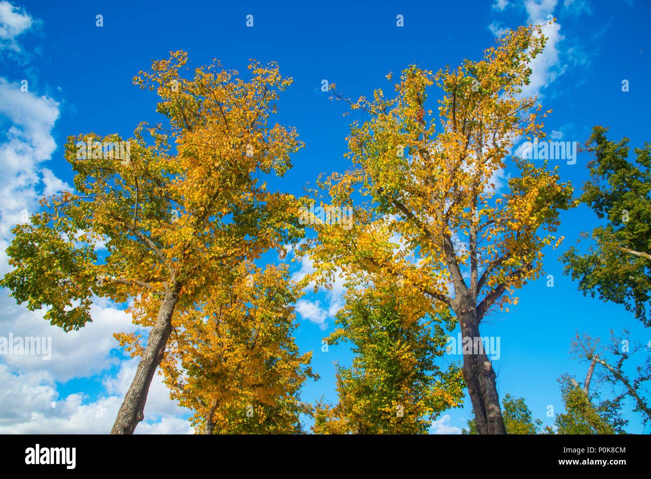 Alberi di latifoglie in autunno immagini e fotografie stock ad alta ...