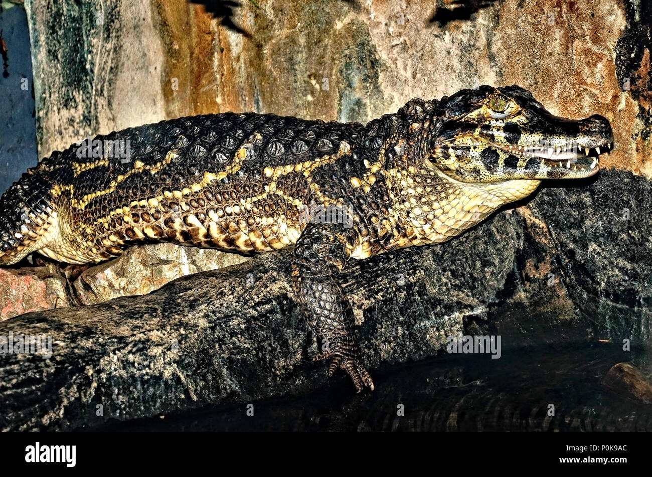 Caimano amazzonico immagini e fotografie stock ad alta risoluzione - Alamy