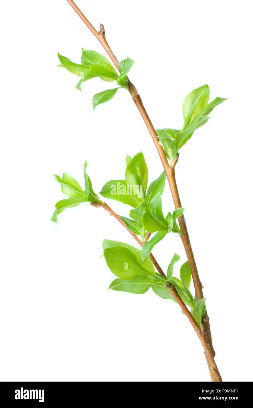 Salix sp immagini e fotografie stock ad alta risoluzione - Alamy